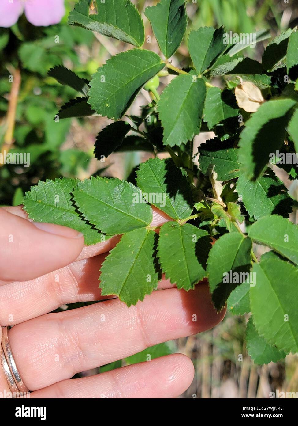 Woods' rose (Rosa woodsii Stock Photo - Alamy