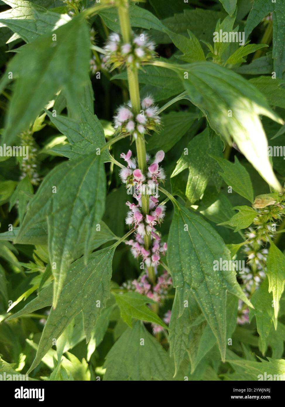 common motherwort (Leonurus cardiaca Stock Photo - Alamy