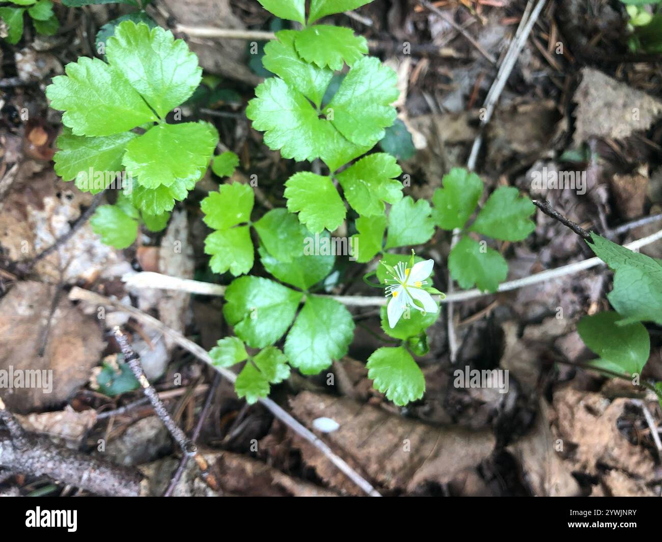 threeleaf goldthread (Coptis trifolia Stock Photo - Alamy