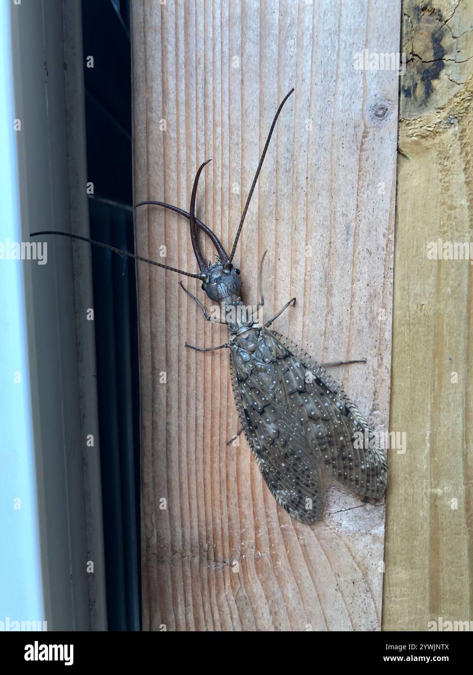Eastern Dobsonfly (Corydalus cornutus Stock Photo - Alamy