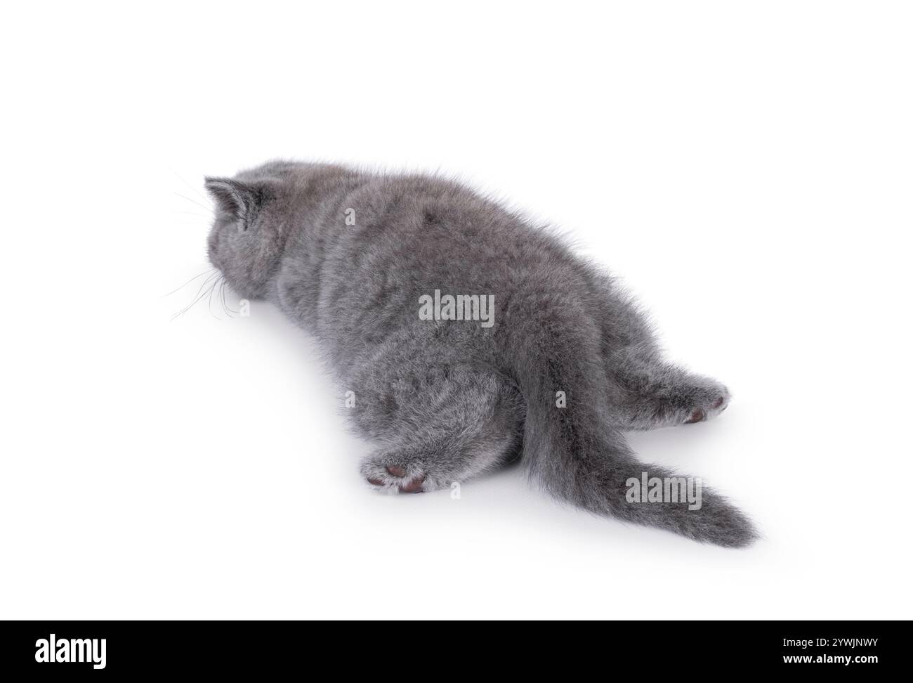 Adorable blue British Shorthair cat kitten, laying flat on floor asleep ...