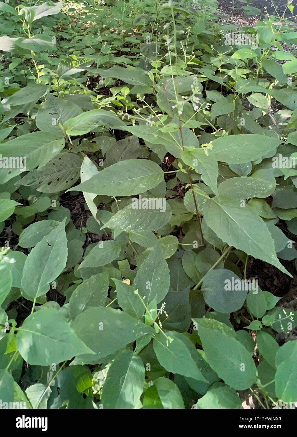 broadleaf enchanter's nightshade (Circaea canadensis Stock Photo - Alamy