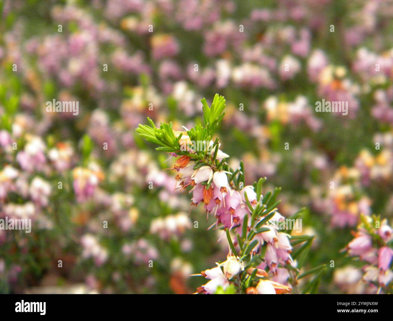 Spring Heath (Erica carnea Stock Photo - Alamy