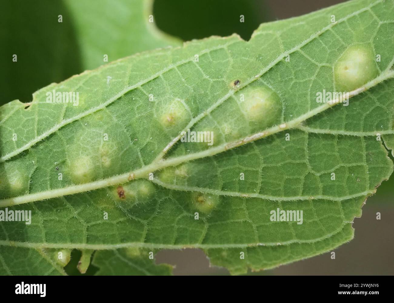Hackberry Blister Gall Psyllid (Pachypsylla celtidisvesicula Stock ...