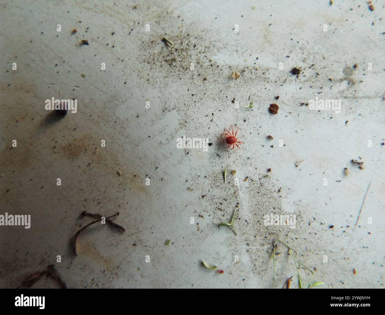 Mites and Ticks (Acari Stock Photo - Alamy