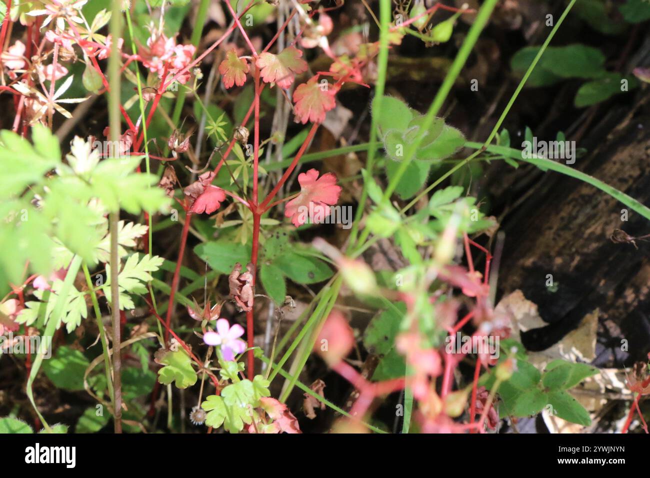 Shining Crane's-bill (Geranium lucidum Stock Photo - Alamy