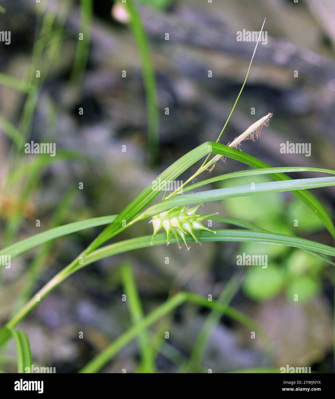hop sedge (Carex lupulina Stock Photo - Alamy