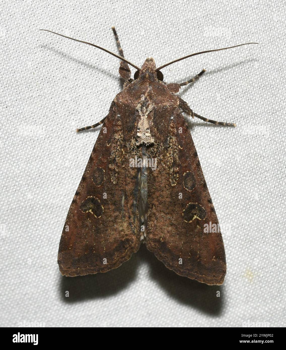 Variegated Cutworm Moth (Peridroma saucia Stock Photo - Alamy