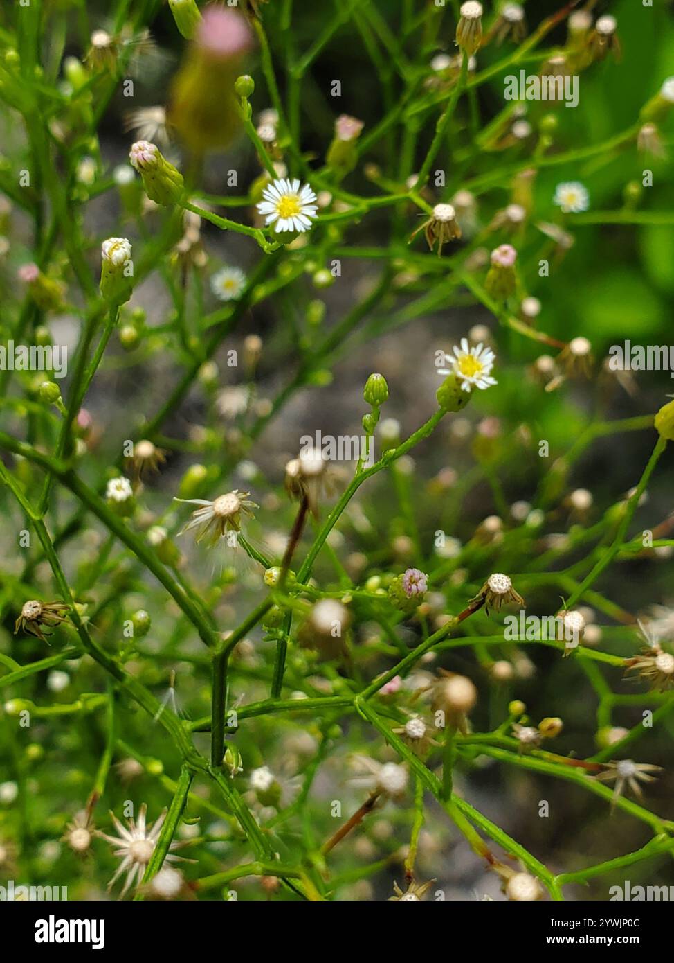 American asters (Symphyotrichum Stock Photo - Alamy
