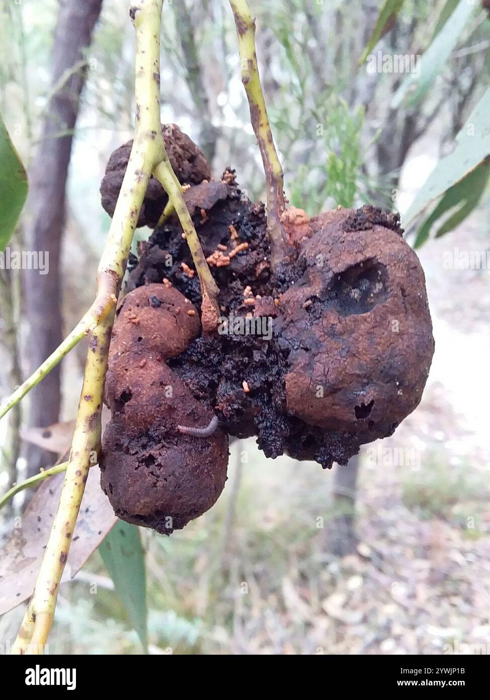 Uromycladium hi-res stock photography and images - Alamy