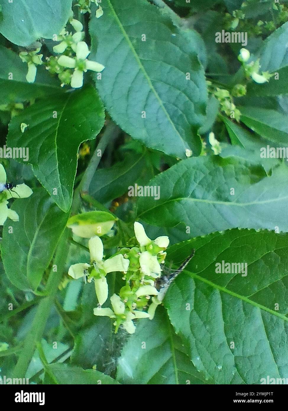 Spindle (Euonymus europaeus Stock Photo - Alamy