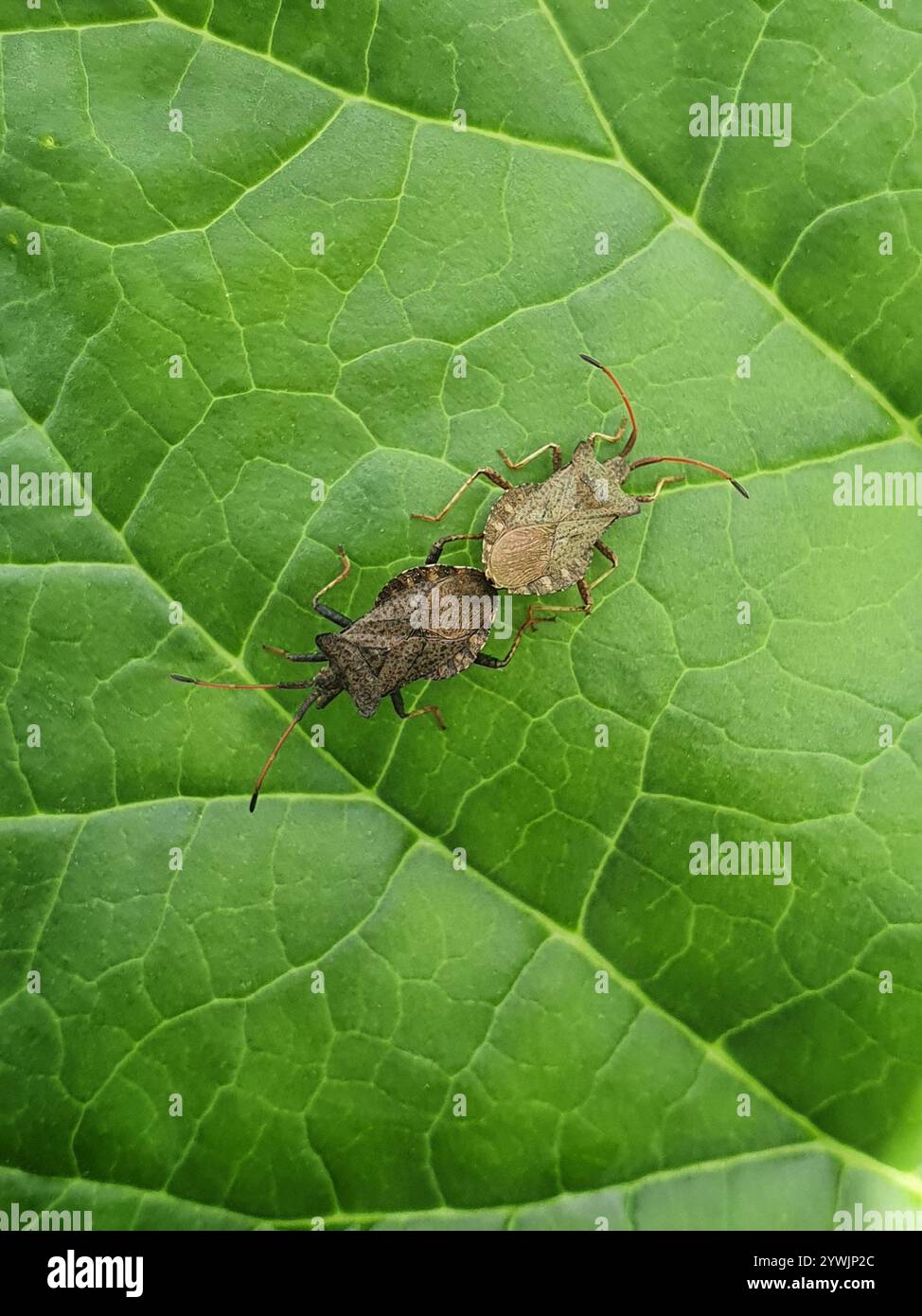 Dock Bug (Coreus marginatus Stock Photo - Alamy