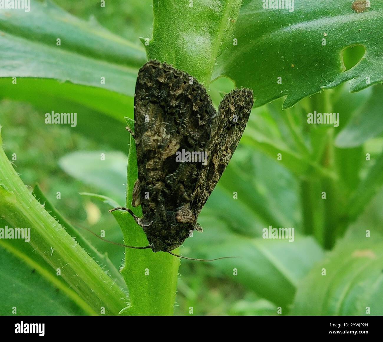 Aedia leucomelas hi-res stock photography and images - Alamy