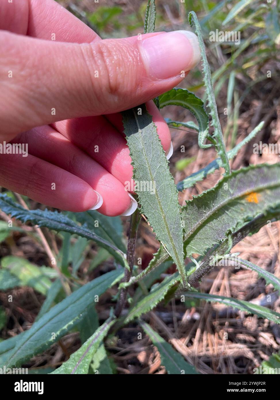 coastal burnweed (Senecio minimus Stock Photo - Alamy