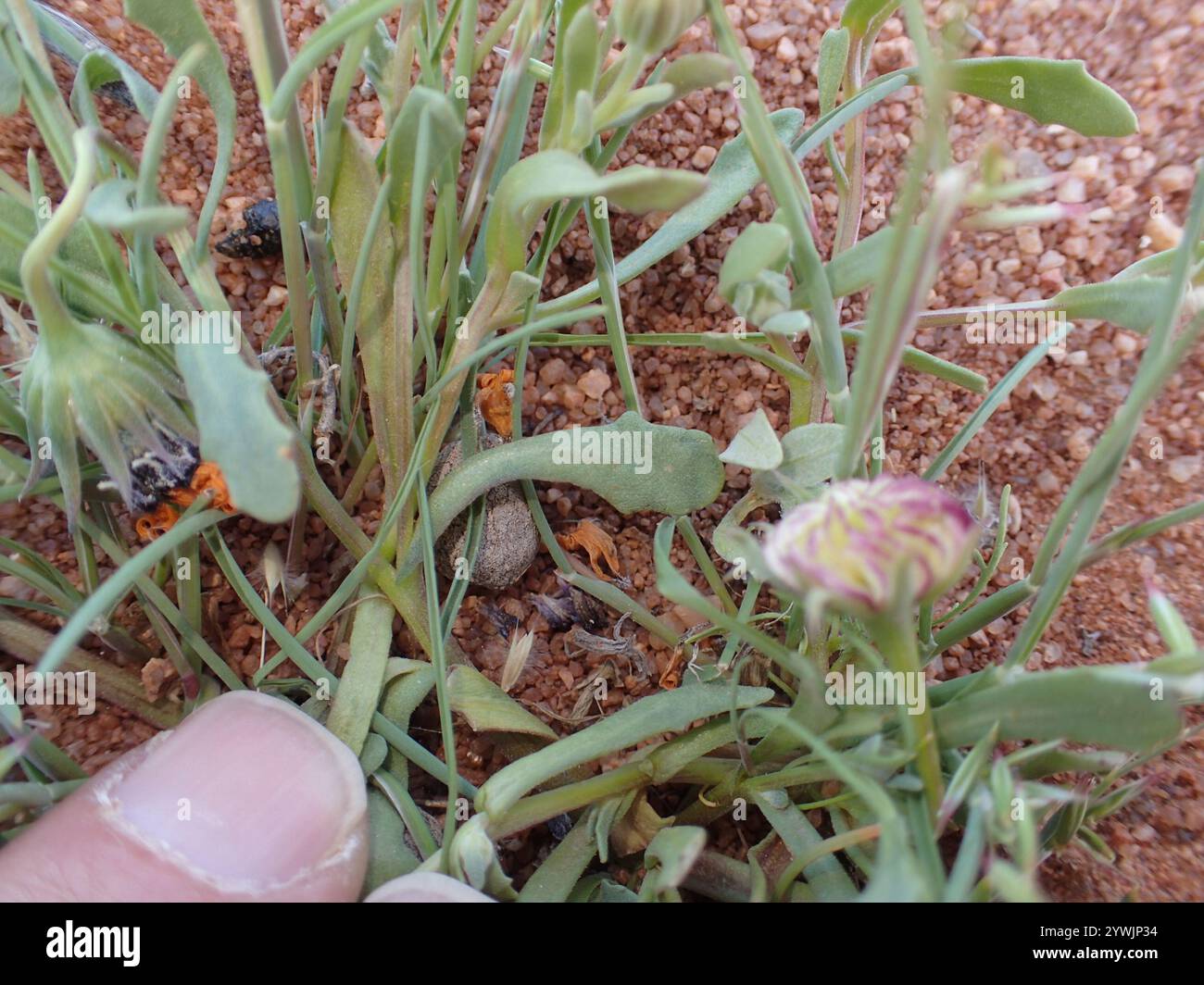 Cape marigold (Dimorphotheca sinuata Stock Photo - Alamy