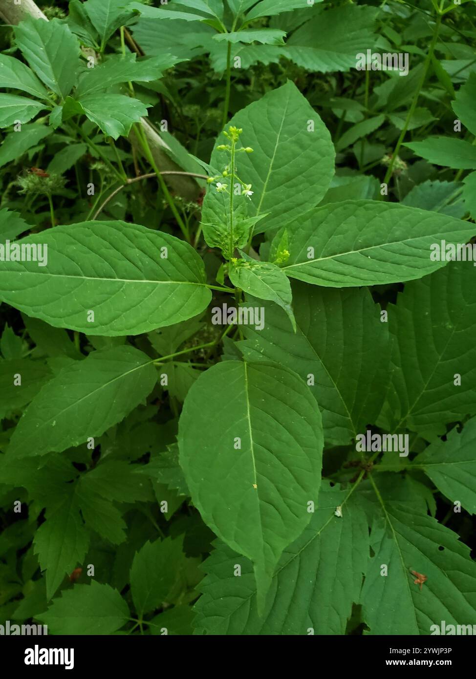 broadleaf enchanter's nightshade (Circaea canadensis Stock Photo - Alamy