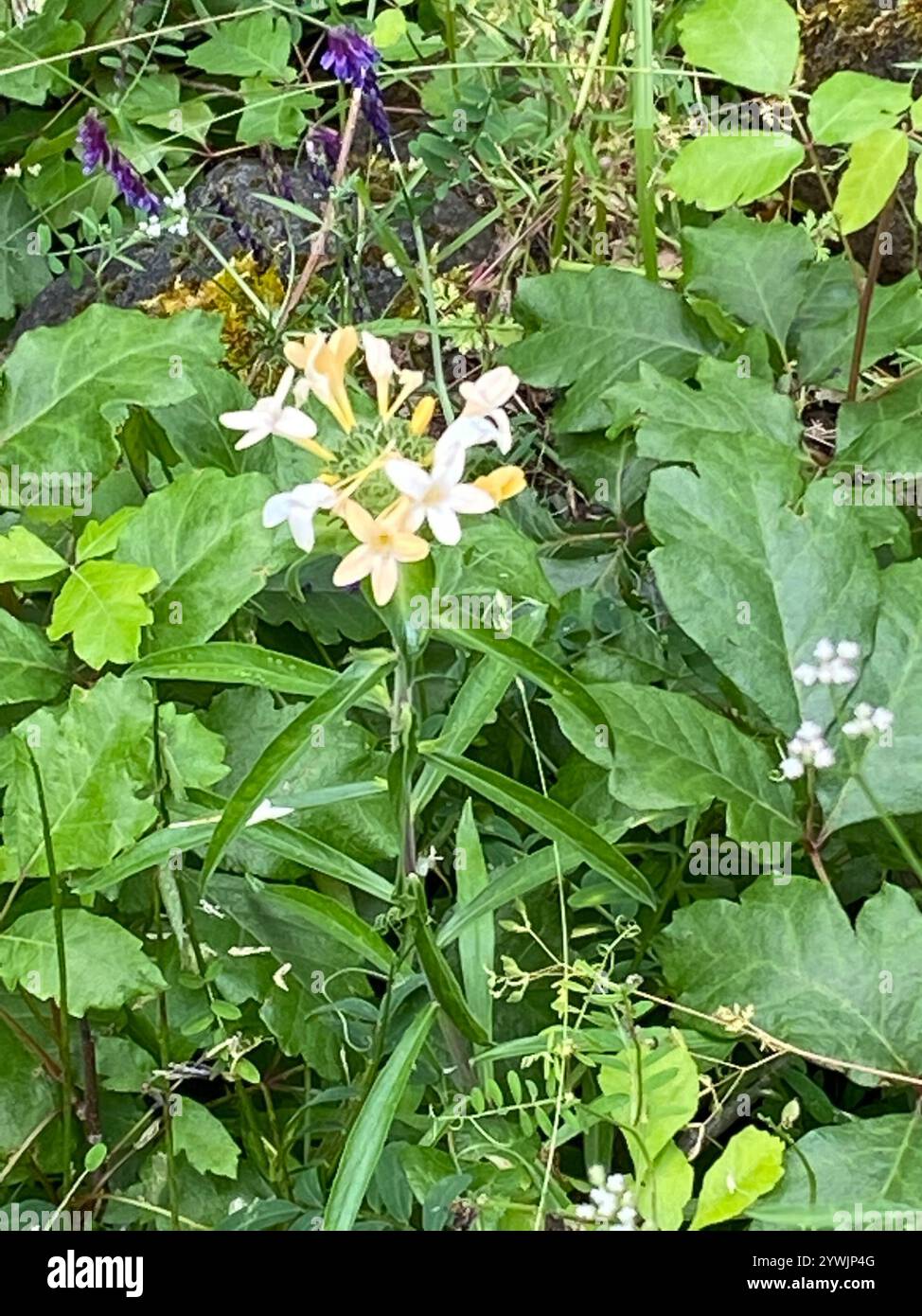 grand collomia (Collomia grandiflora Stock Photo - Alamy