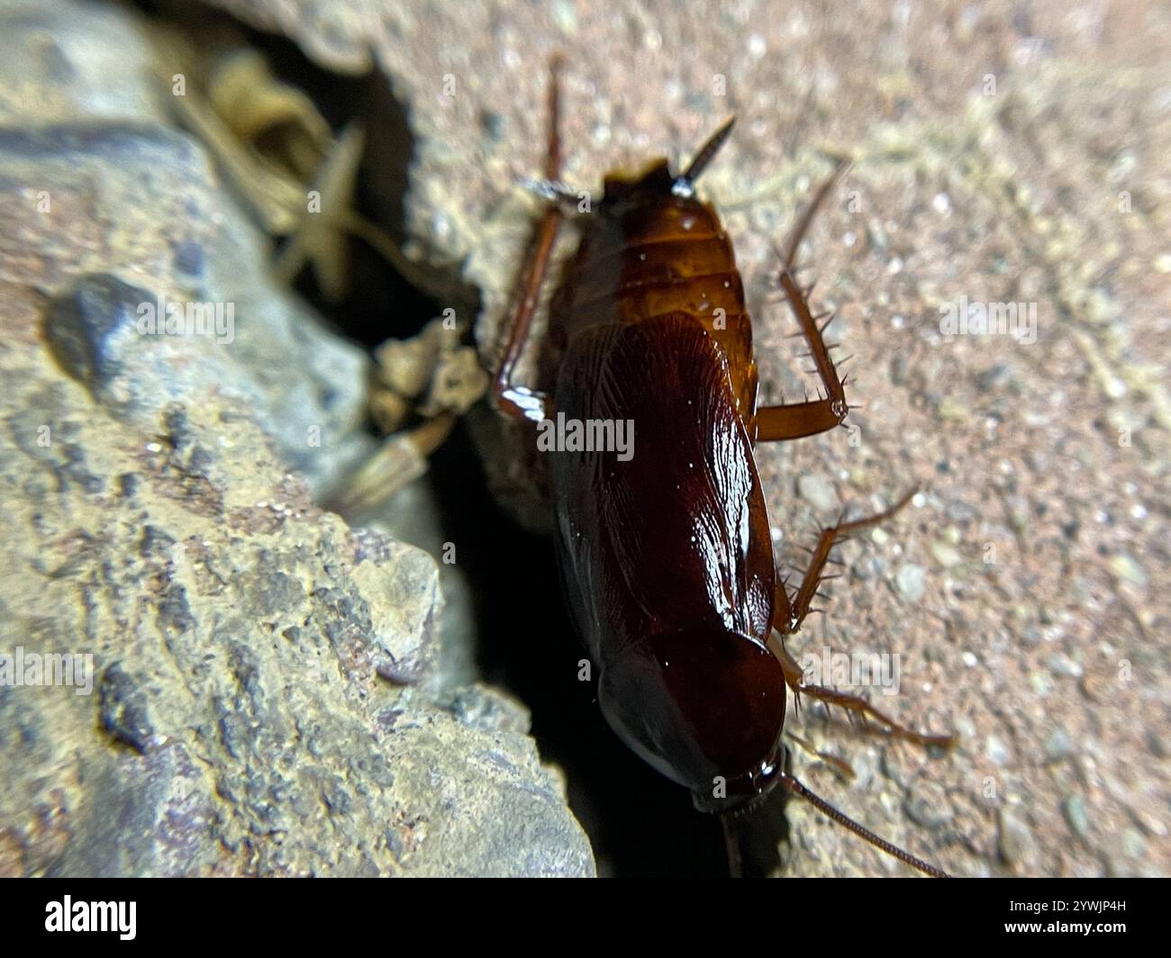 Oriental Cockroach (Blatta orientalis Stock Photo - Alamy