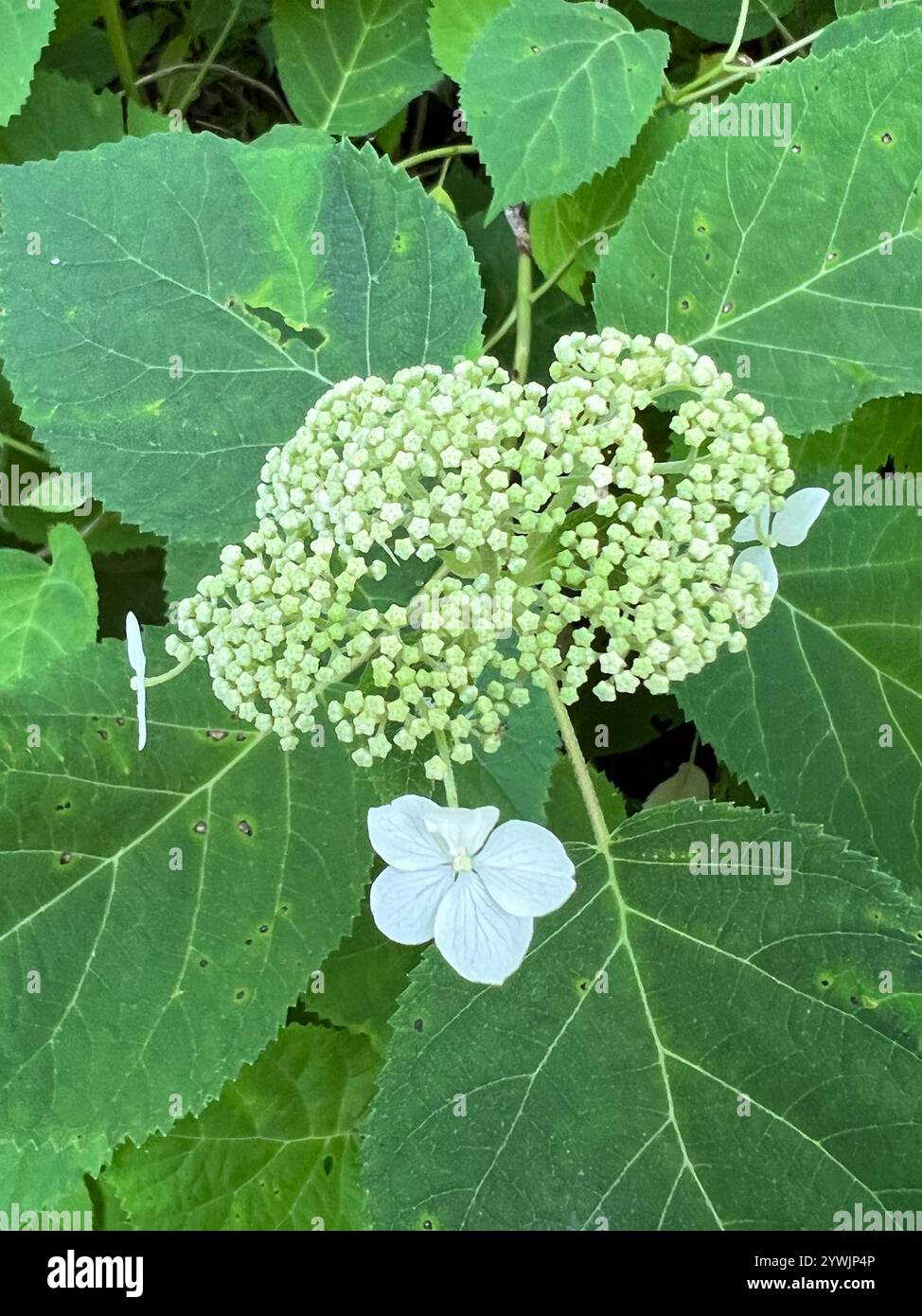wild hydrangea (Hydrangea arborescens Stock Photo - Alamy