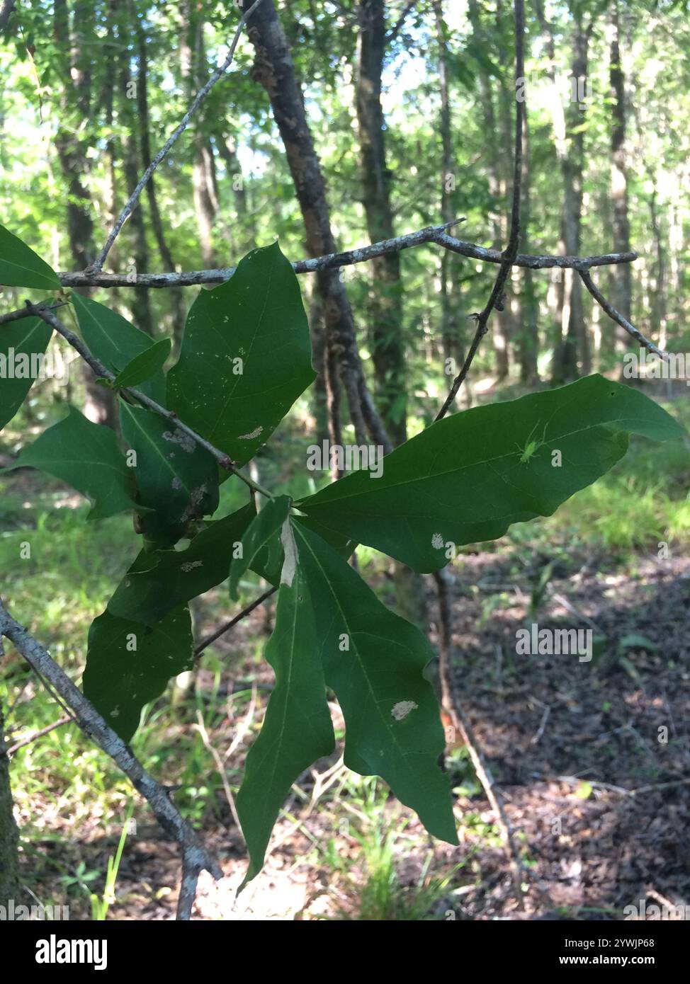 water oak (Quercus nigra Stock Photo - Alamy