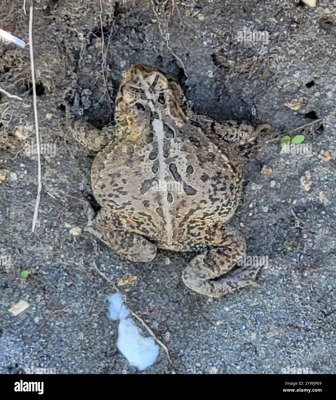 North American Toads (Anaxyrus Stock Photo - Alamy