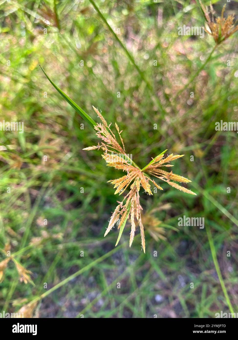 Bunchy flat-sedge (Cyperus polystachyos Stock Photo - Alamy
