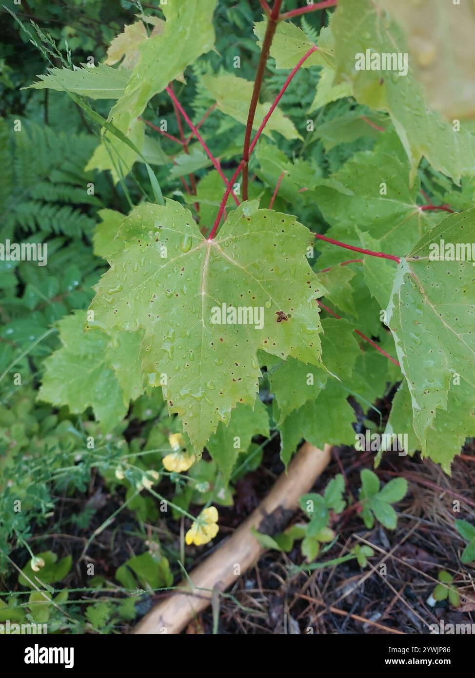 red maple (Acer rubrum Stock Photo - Alamy