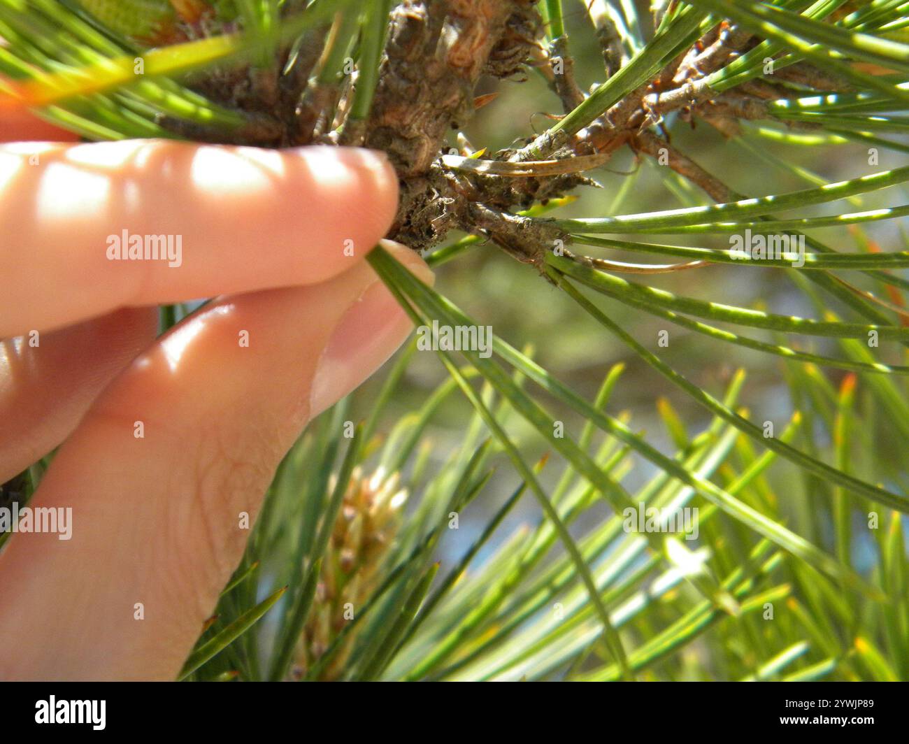 pitch pine (Pinus rigida Stock Photo - Alamy