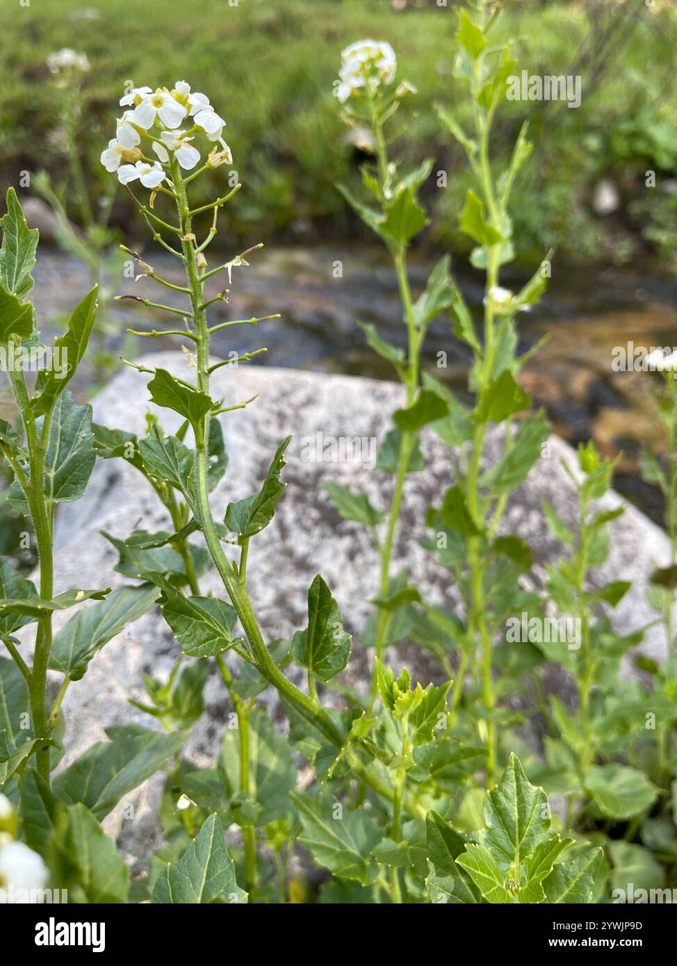 mustard family (Brassicaceae Stock Photo - Alamy