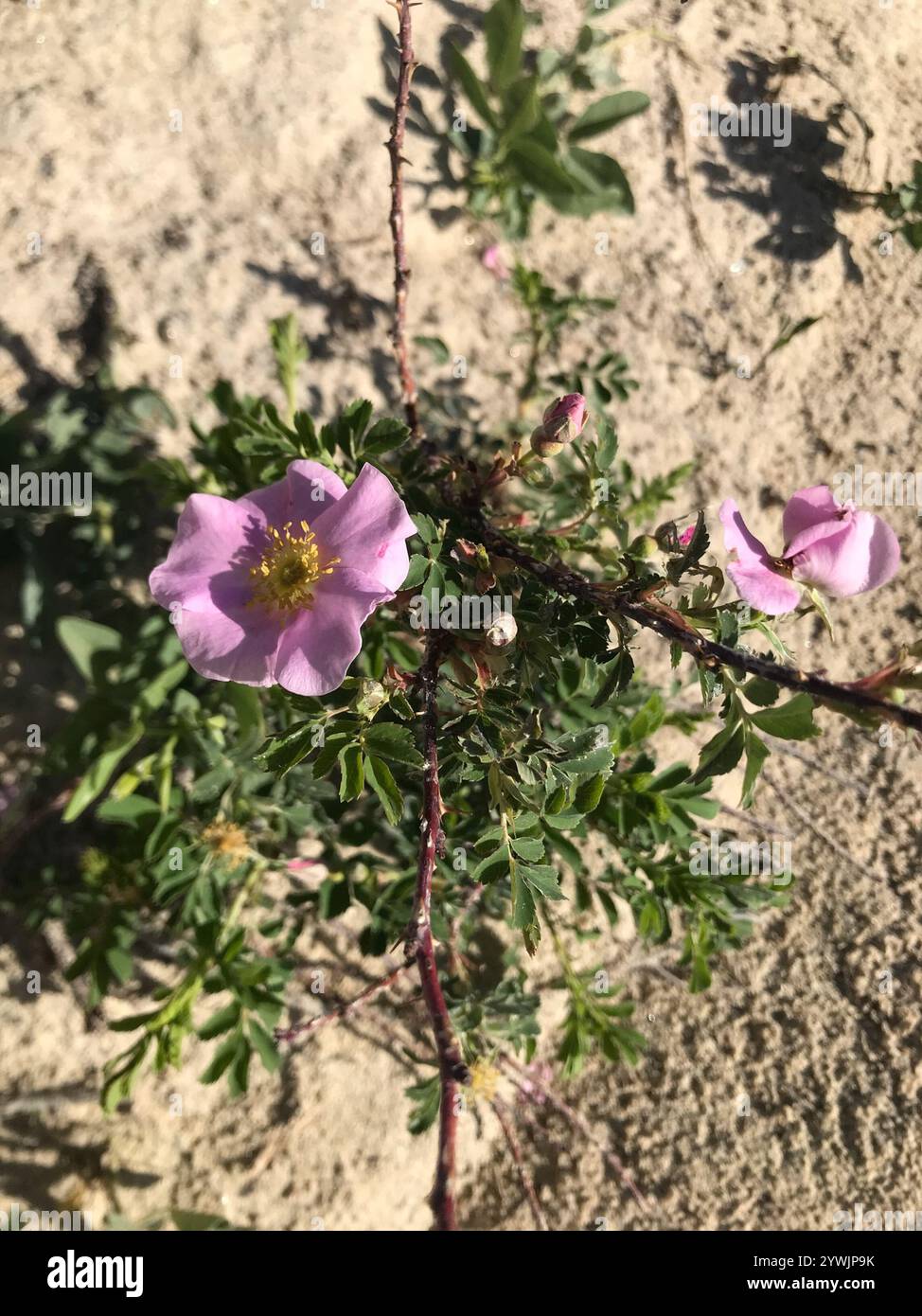 Woods' rose (Rosa woodsii Stock Photo - Alamy