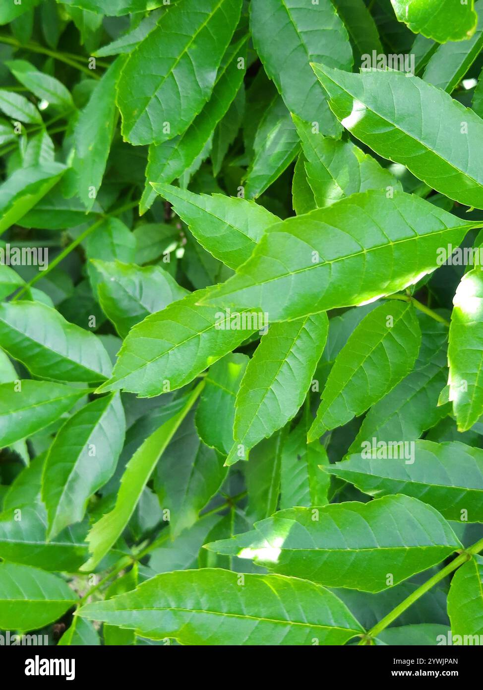 European ash (Fraxinus excelsior Stock Photo - Alamy