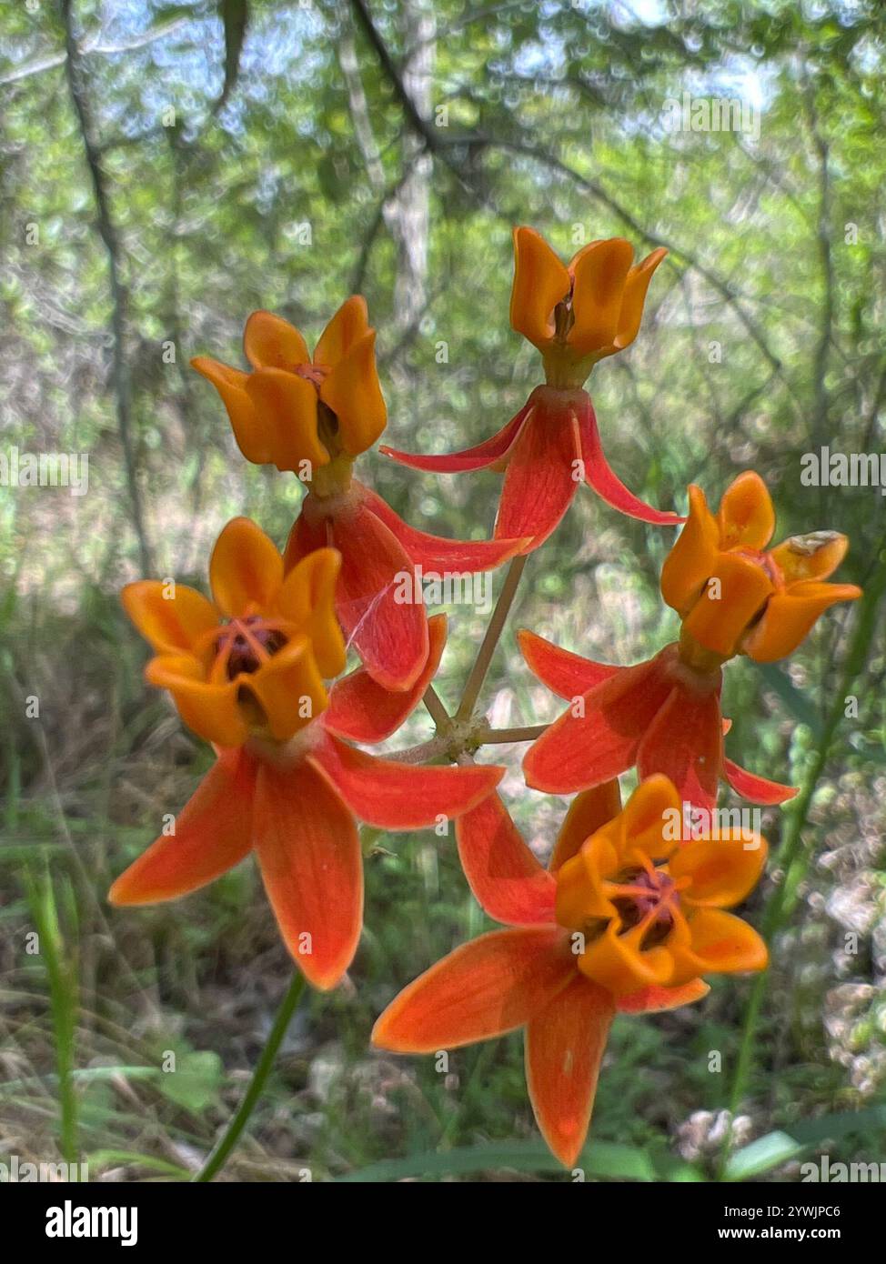 Asclepias lanceolata hi-res stock photography and images - Alamy