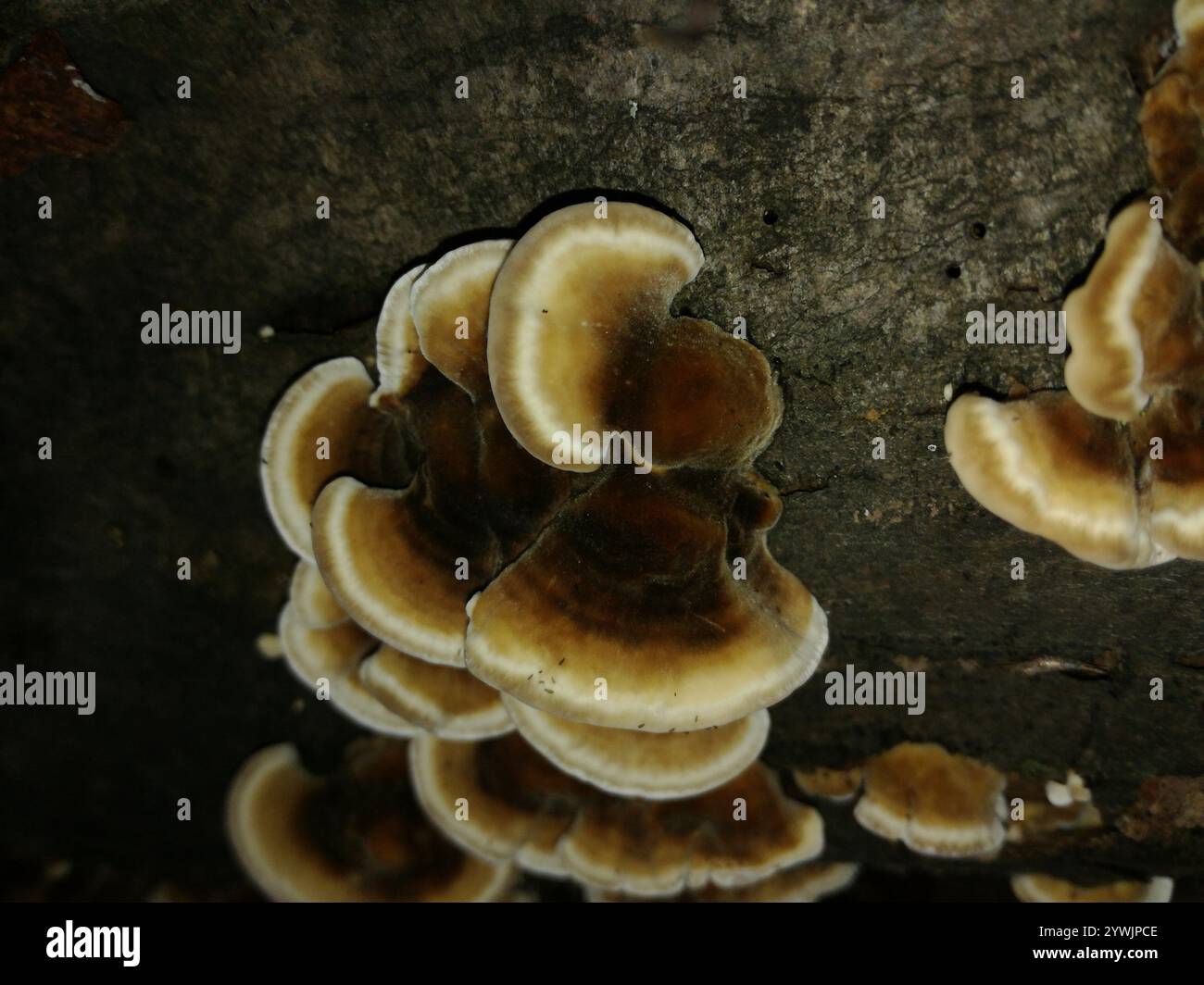 shelf fungi (Polyporales Stock Photo - Alamy