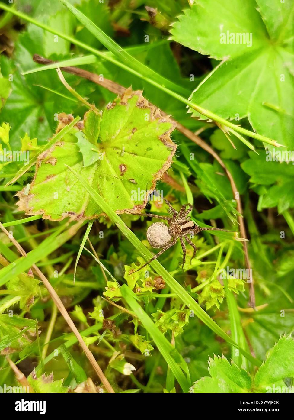 Thin-legged Wolf Spiders (Pardosa Stock Photo - Alamy