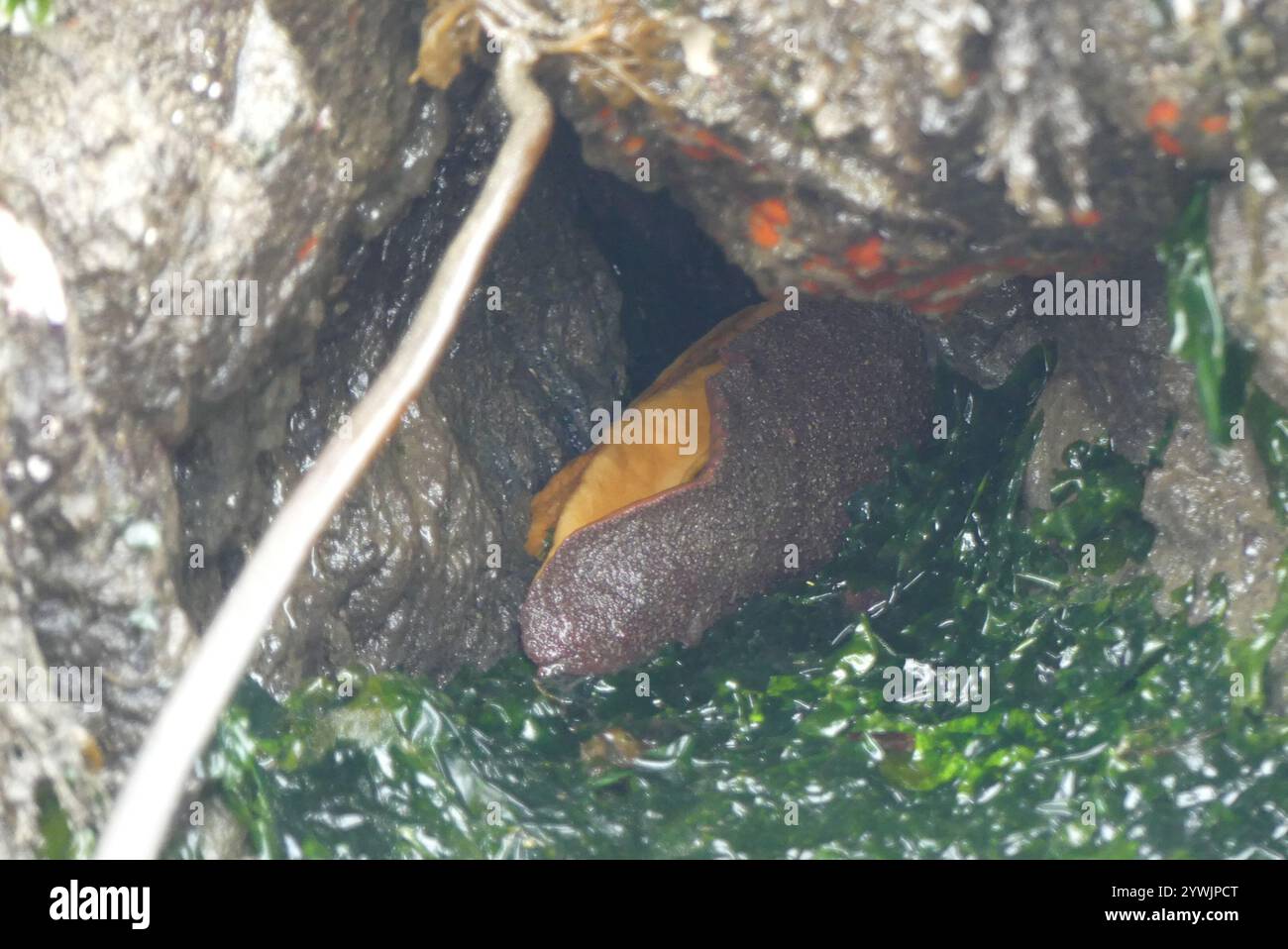 Gumboot Chiton (Cryptochiton stelleri Stock Photo - Alamy