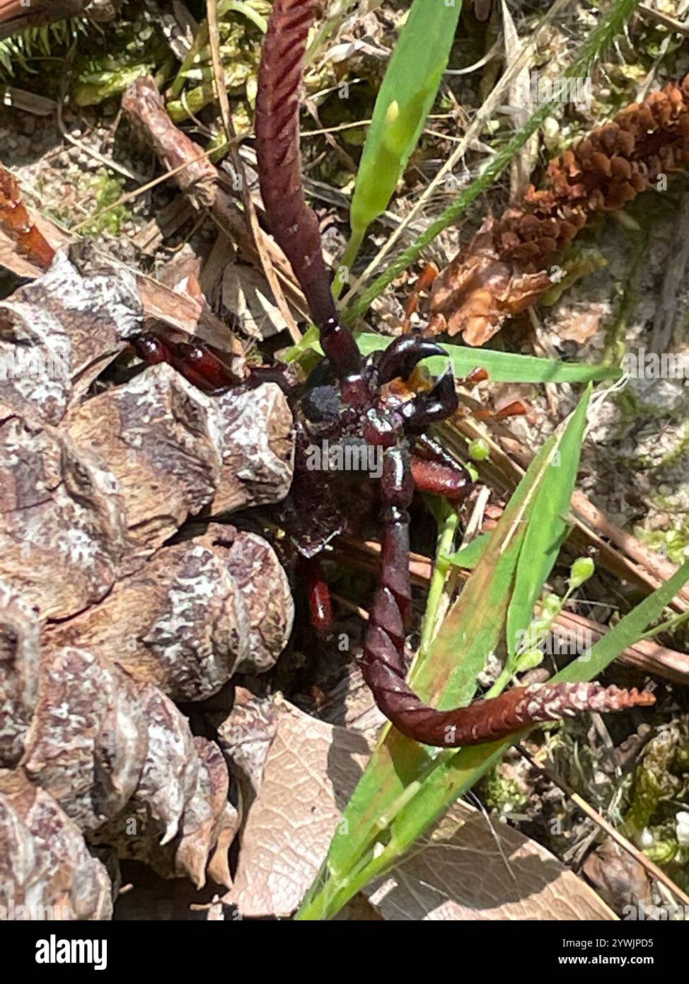 Prionus imbricornis hi-res stock photography and images - Alamy