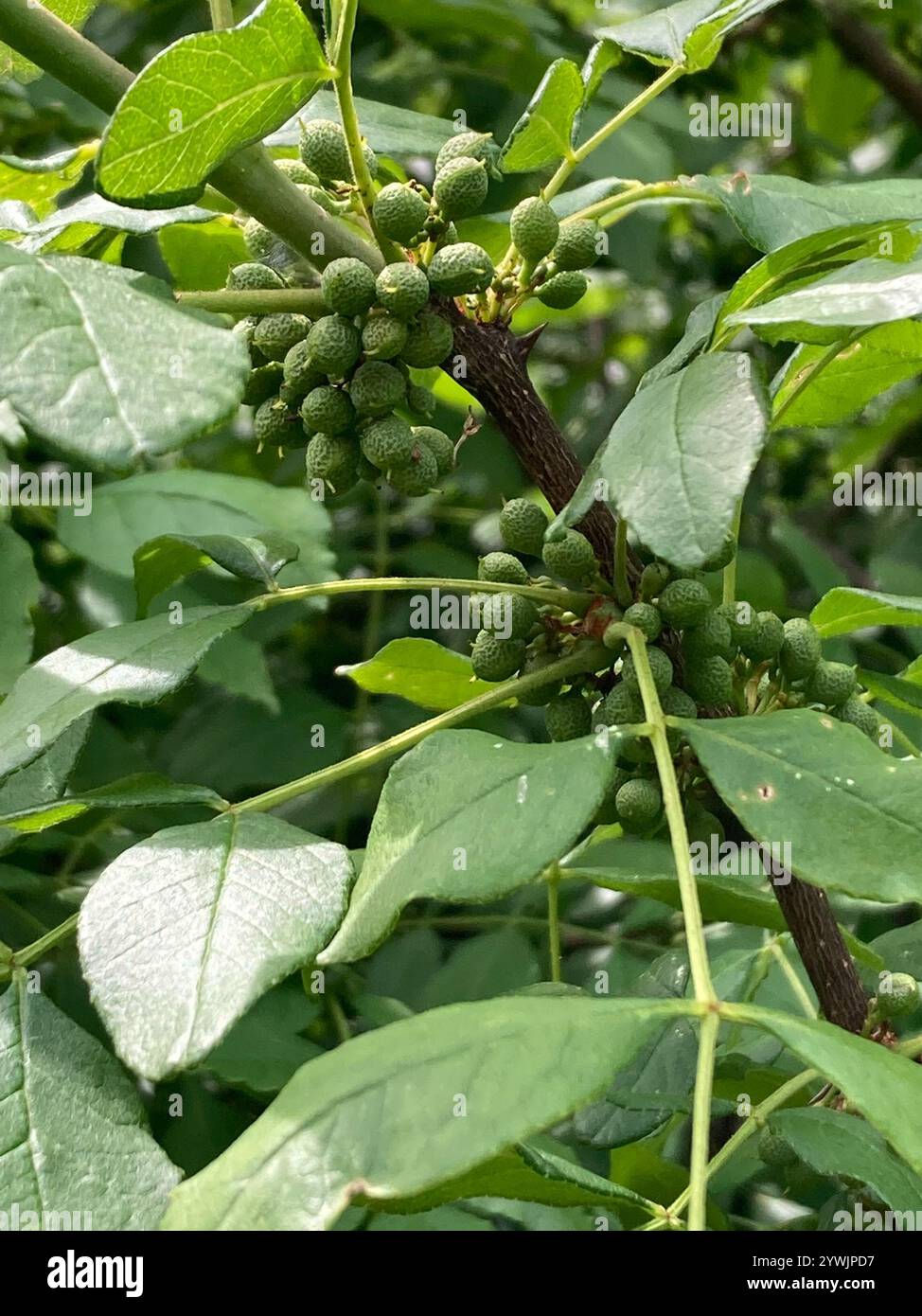 common prickly ash (Zanthoxylum americanum Stock Photo - Alamy