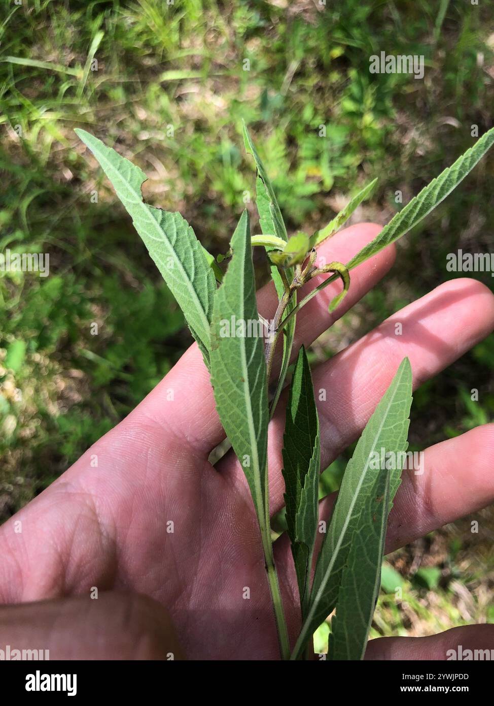 Prairie Sage (Salvia azurea grandiflora Stock Photo - Alamy