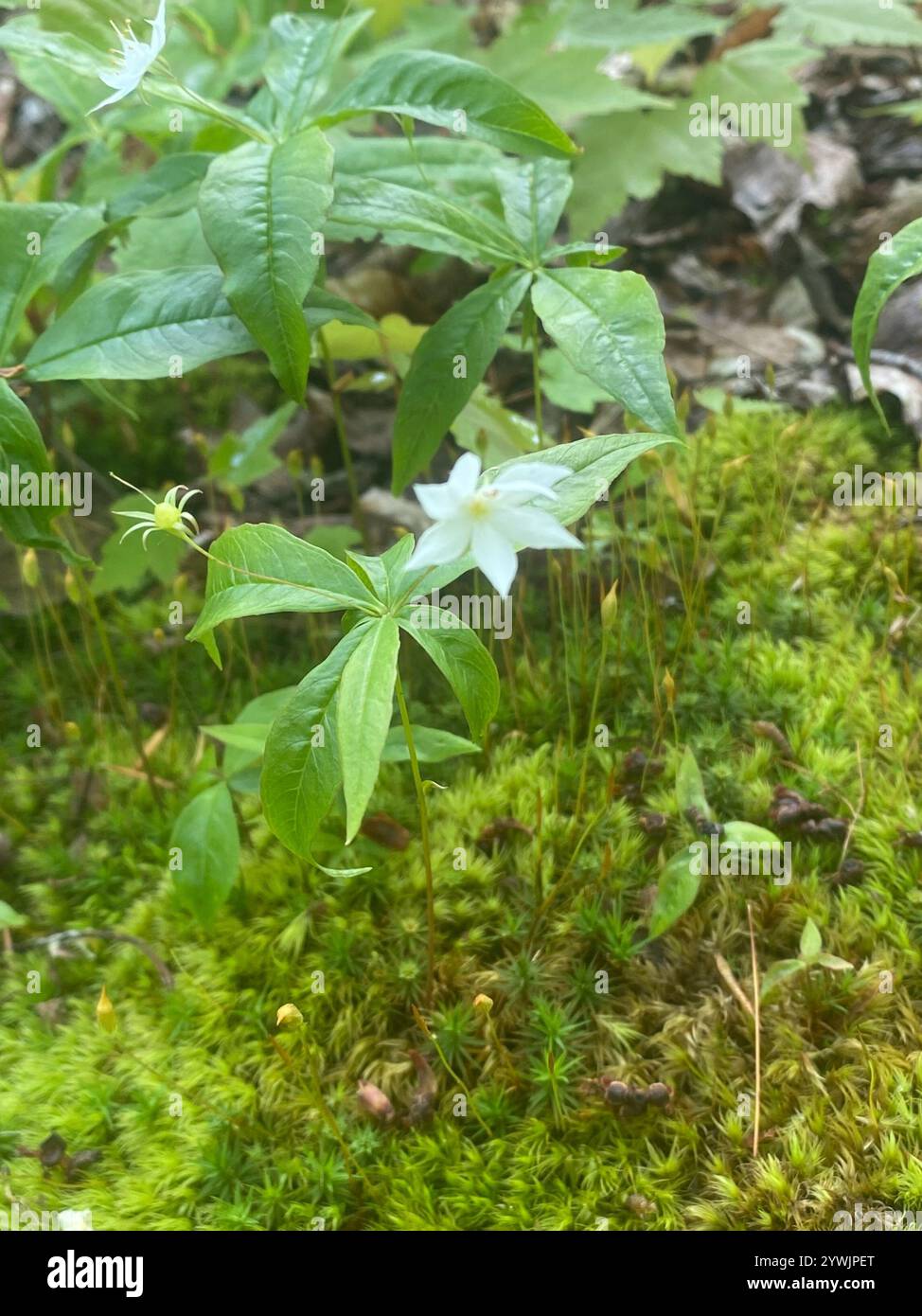northern starflower (Lysimachia borealis Stock Photo - Alamy