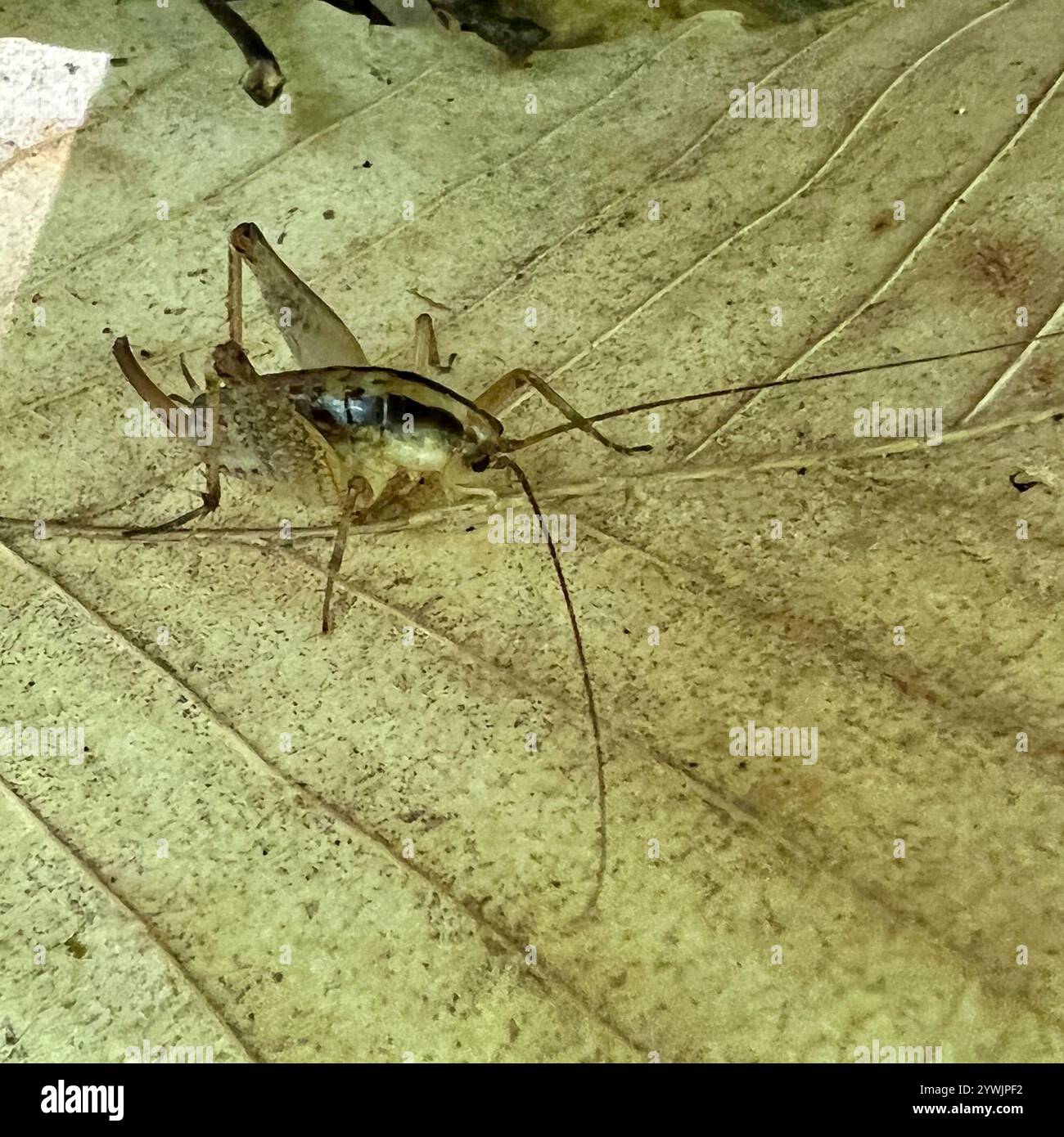 Camel Crickets (Ceuthophilus Stock Photo - Alamy