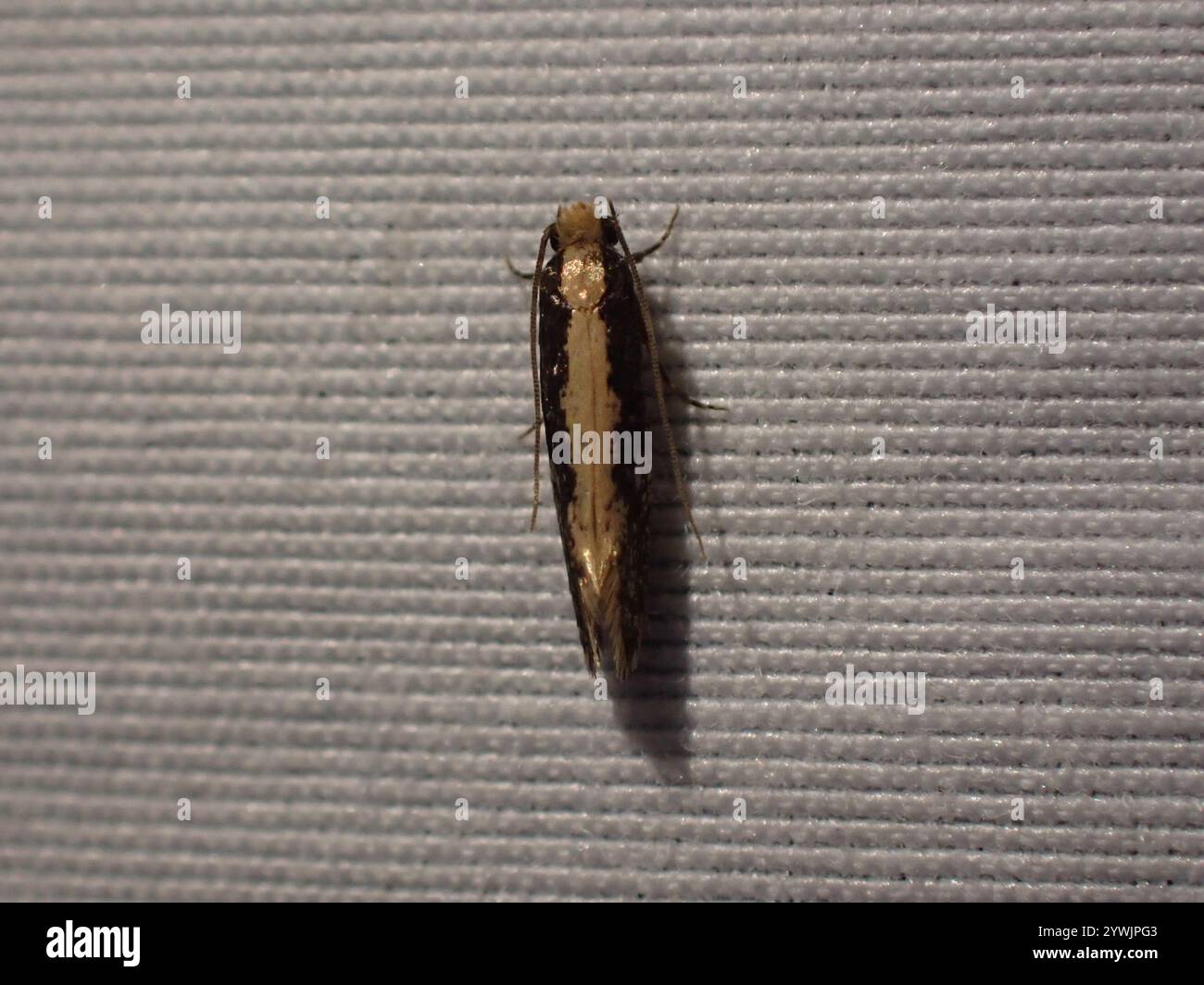 Bird Nest Moth (Monopis crocicapitella Stock Photo - Alamy
