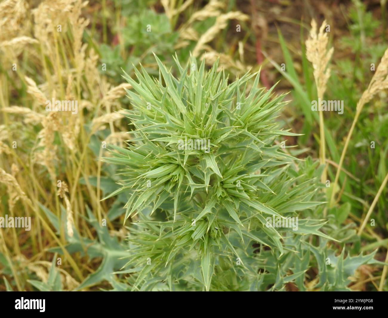 Field Eryngo (Eryngium campestre Stock Photo - Alamy
