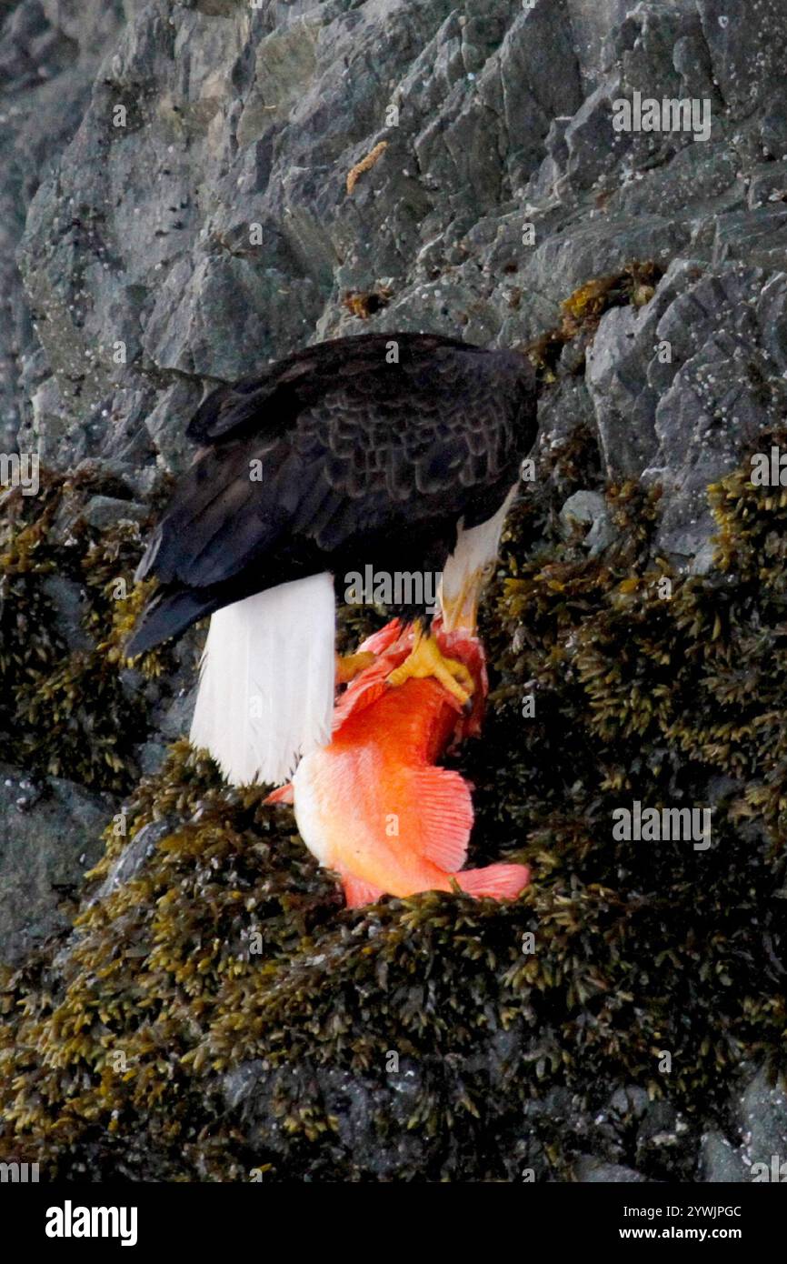 Yelloweye Rockfish (Sebastes ruberrimus Stock Photo - Alamy