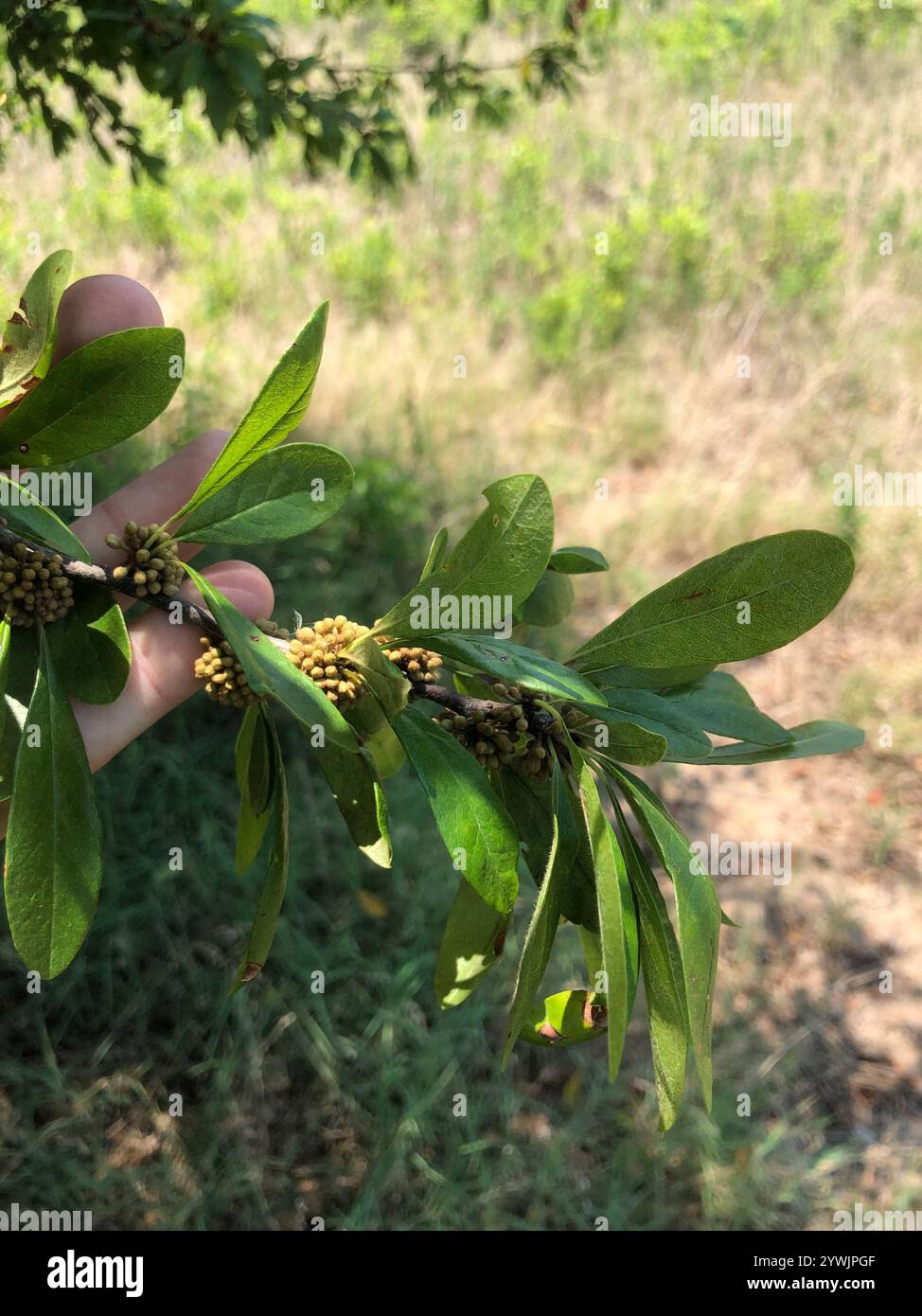 Gum bumelia (Sideroxylon lanuginosum Stock Photo - Alamy