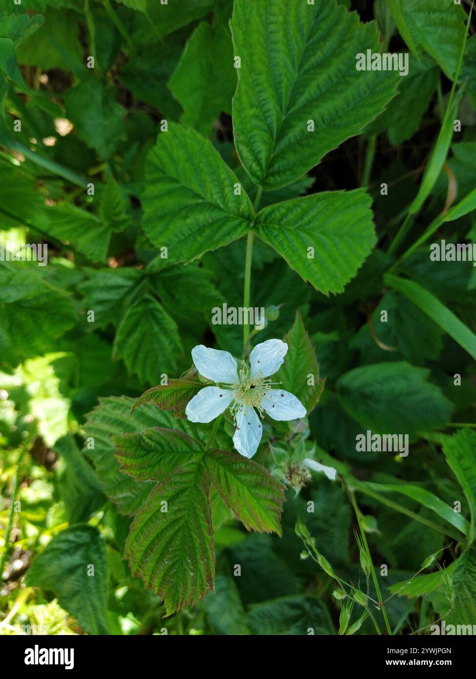 European dewberry (Rubus caesius Stock Photo - Alamy