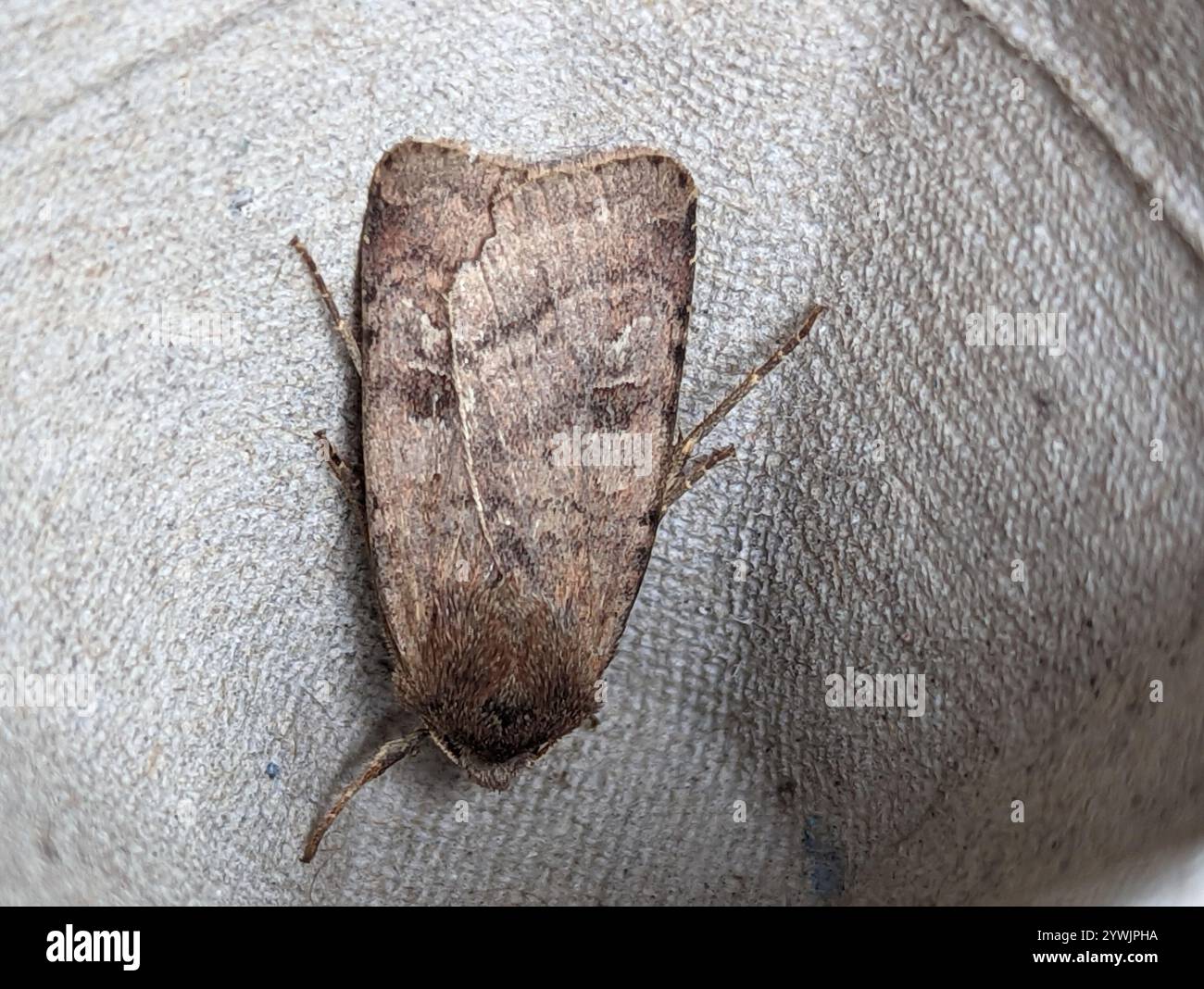 Small Square-spot (Diarsia rubi Stock Photo - Alamy