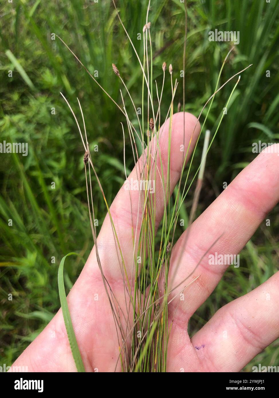 slender spike rush (Eleocharis tenuis verrucosa Stock Photo - Alamy