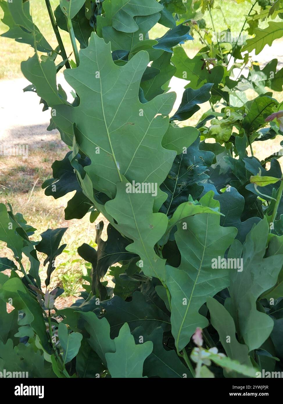 white oak (Quercus alba Stock Photo - Alamy
