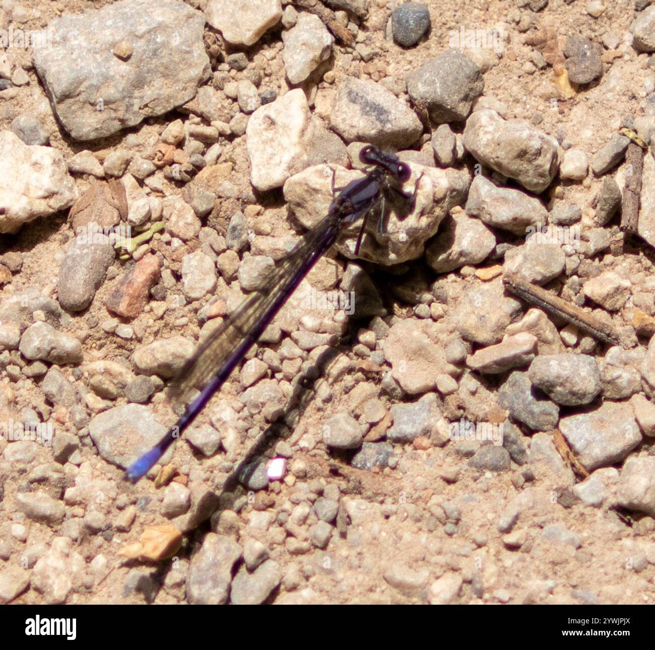 Variable Dancer (Argia fumipennis Stock Photo - Alamy