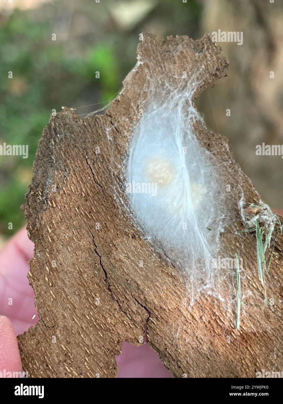 Leafcurling Sac Spiders (Clubiona Stock Photo - Alamy